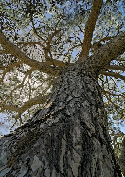 Oude cypress tree Stock Photos, Royalty Free Oude cypress tree Images ...