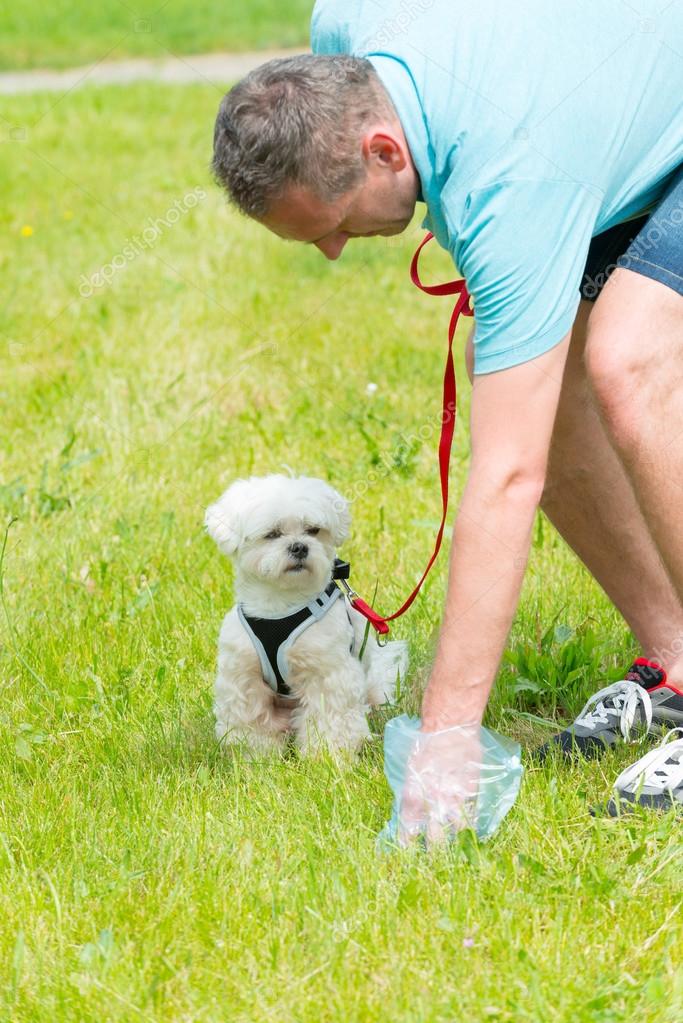 Cleaning Up Dog Poop