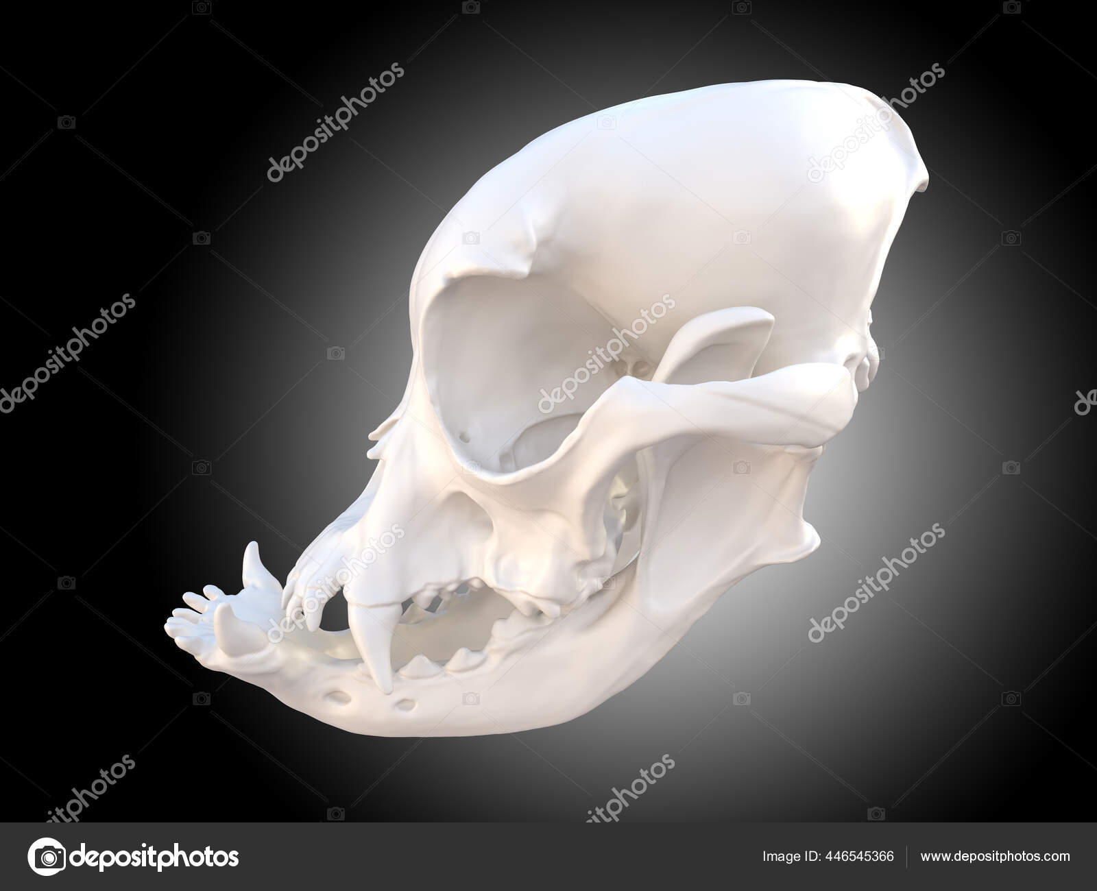 Canine Skull Bones