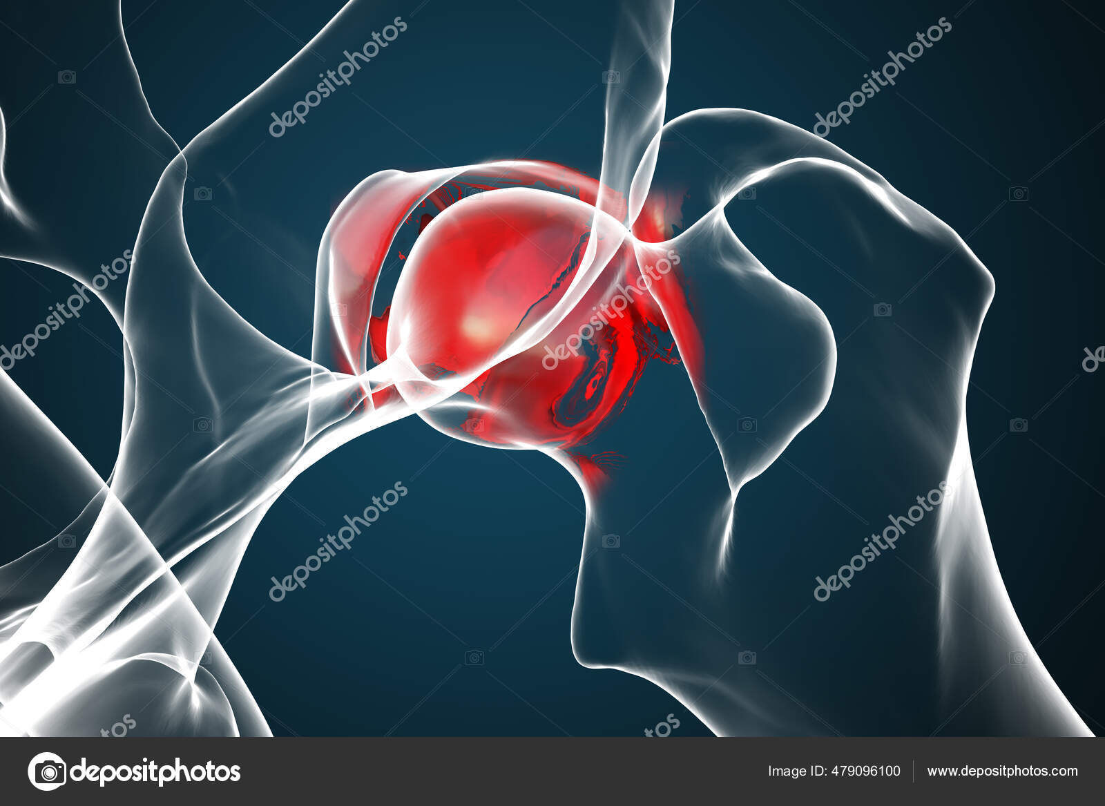 Can A Puppy Outgrow Hip Dysplasia