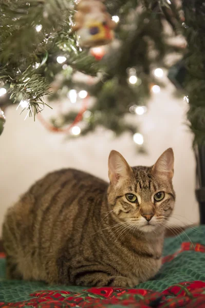 Cat under Christmas Tree — Stock Photo © rojoimages #7564975