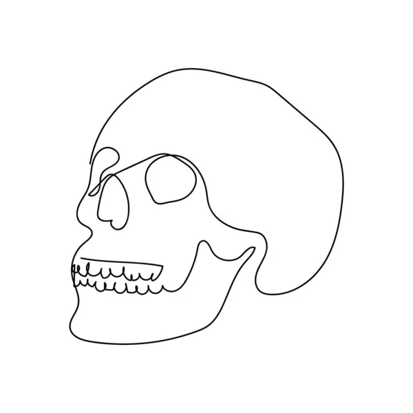 Anatomy of the skull base Stockfotografier, royaltyfria Anatomy of the ...