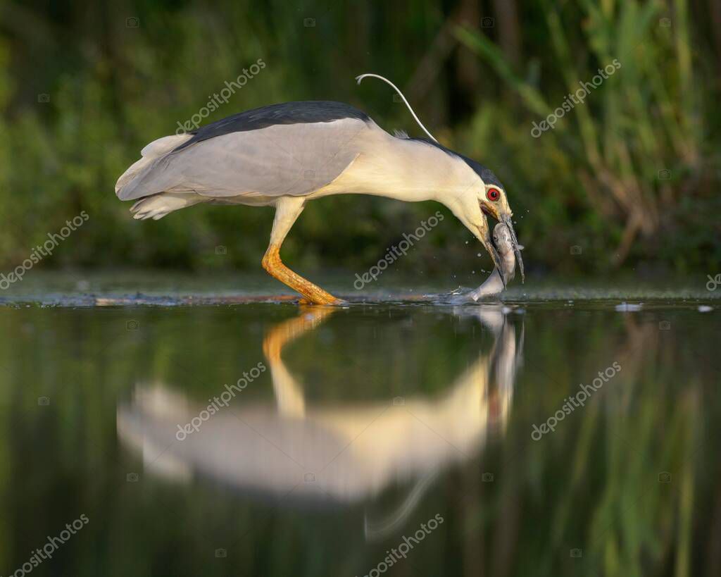 Garza negra (Nycticorax nycticorax), adulta con peces en el pico ...