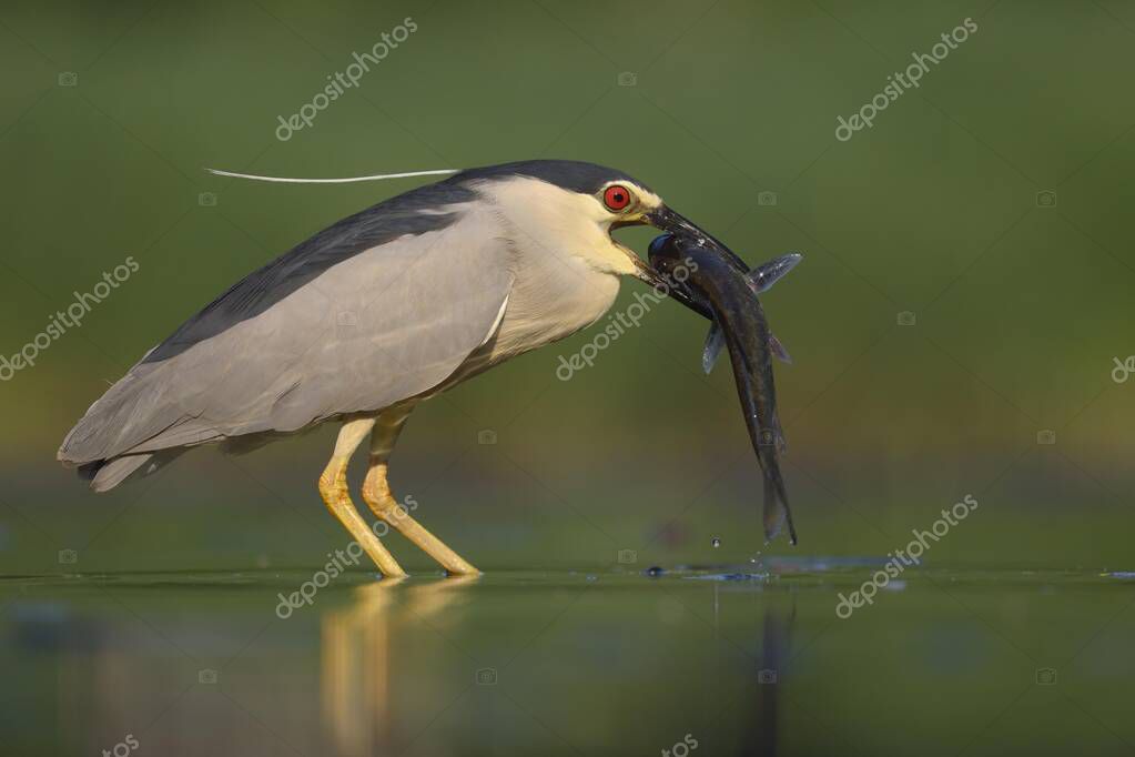 Garza negra (Nycticorax nycticorax), garza adulta con pescado ...