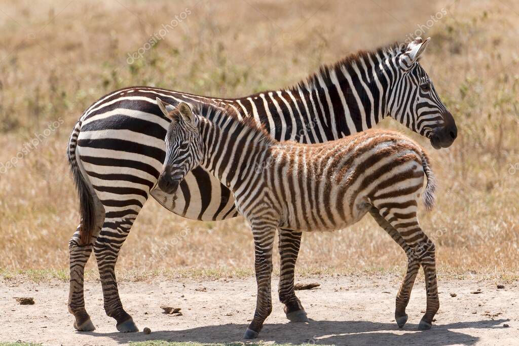 Cebra de las llanuras, tambi n cebra com n o cebra de Burchell (Equus ...