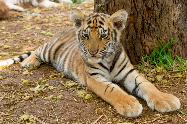 Baby tiger Stock Photos, Royalty Free Baby tiger Images | Depositphotos