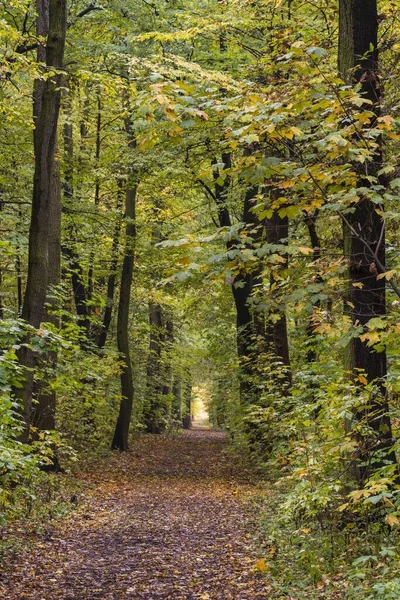 Path in the city forest, autumn mood, Weimar, Thuringia, Germany ...