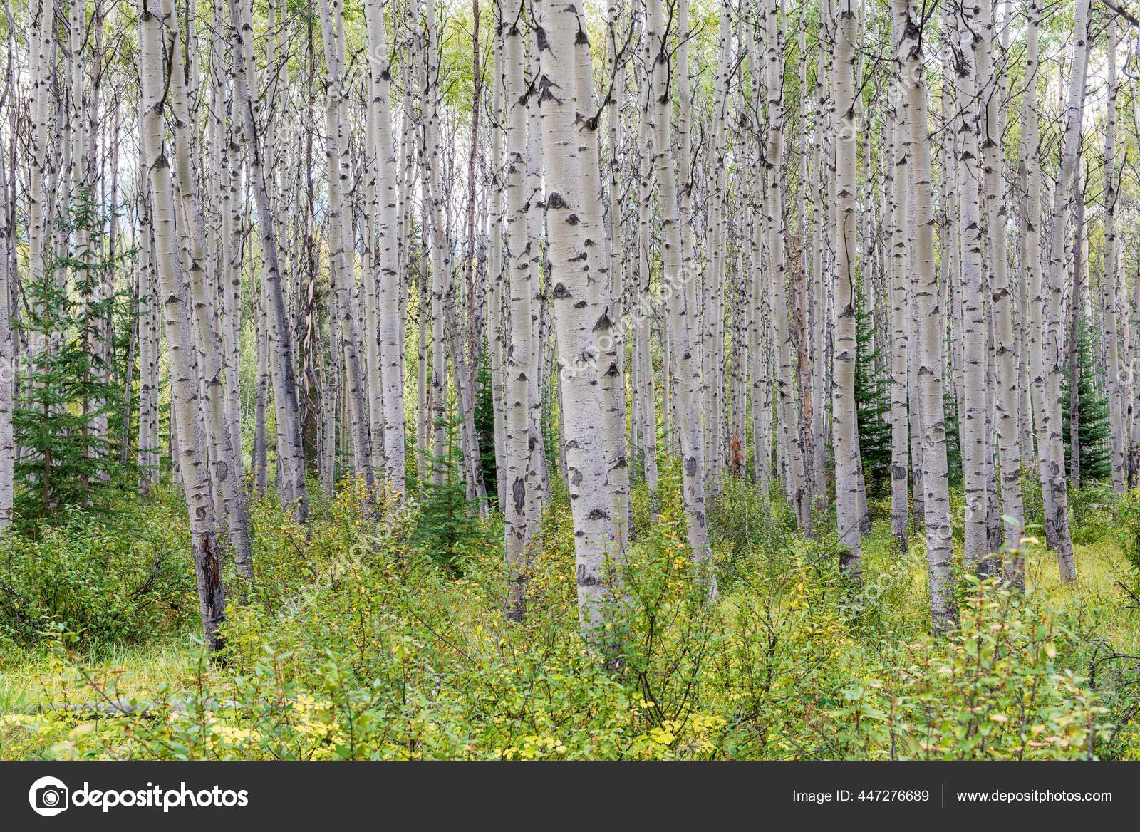 Aspen Populus Tremula Forest Jasper National Park Unesco World Heritage ...