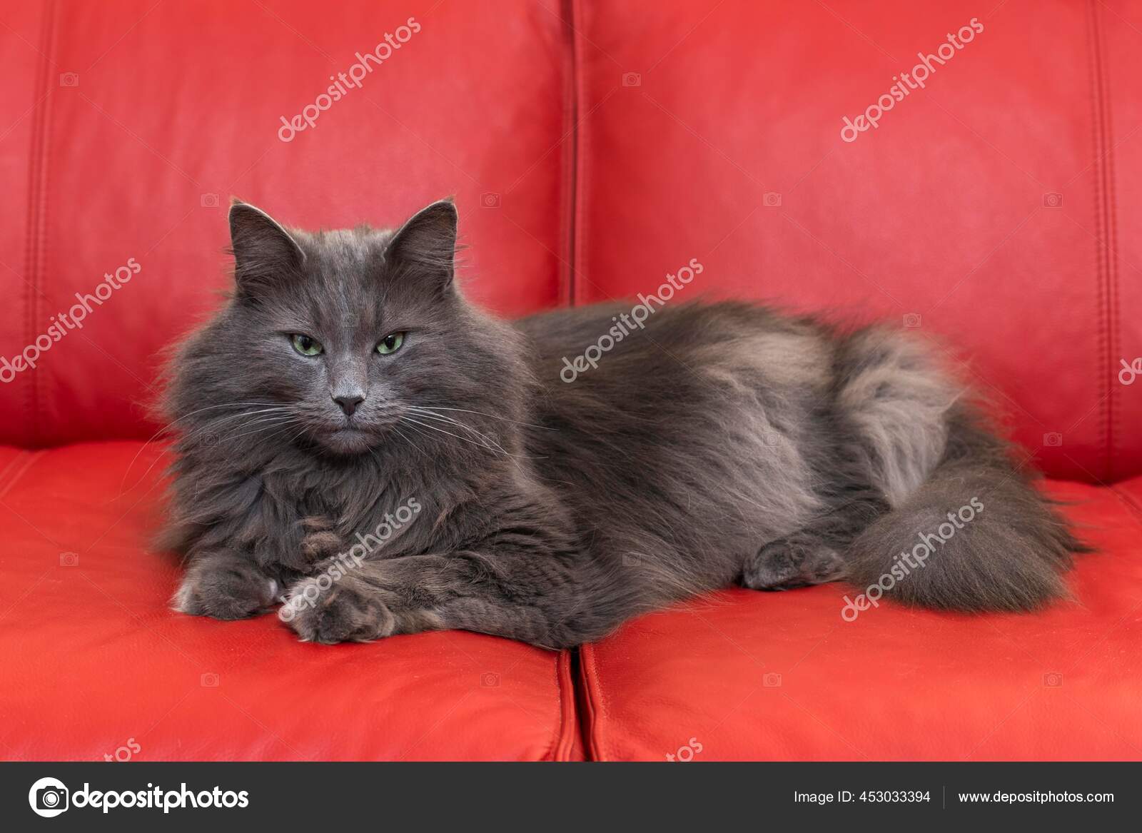 Red Norwegian Forest Cat