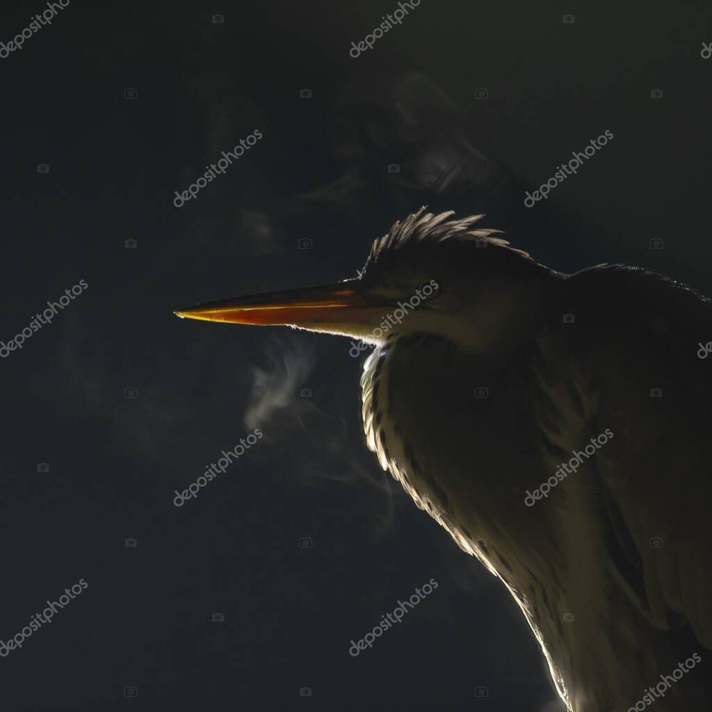 Garza gris (Ardea cinerea), retrato, condensación del aliento ...