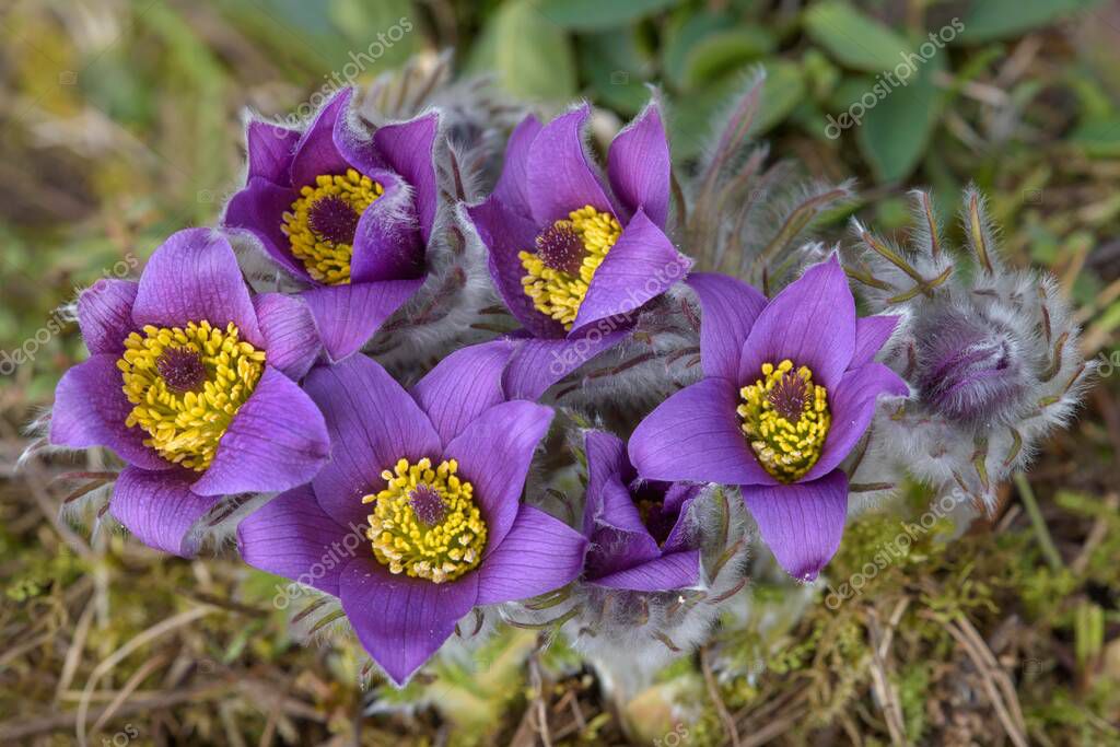 Flor pascual común (pulsatilla vulgaris), flores recién florecidas ...