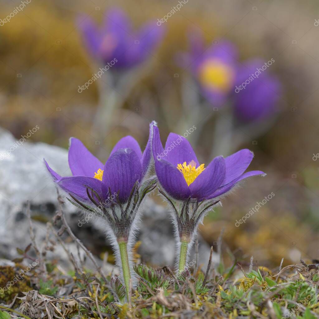 Flor pascual común (pulsatilla vulgaris), flores en roca, Reserva de la ...