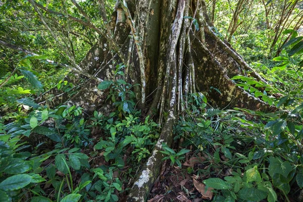 Raíces Contrafuertes Del Higo Estrangulador Ficus Subgénero Urostigma ...