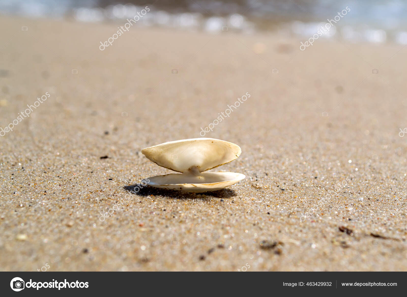Mollusk Shells Seashells Background Texture Seashells Close Stock Photo ...