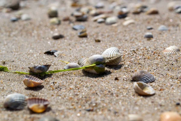 Mollusk Shells Seashells Background Texture Seashells Close Stock Photo ...