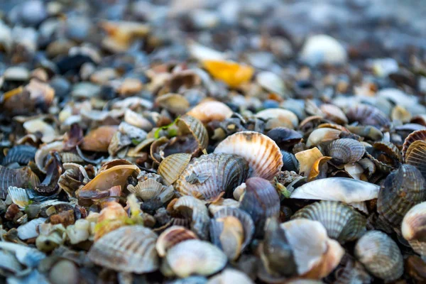 Collecting shellfish Stock Photos, Royalty Free Collecting shellfish ...