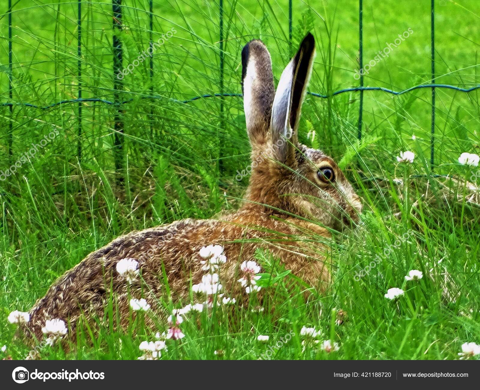 Gray Hare Green Grass — Stock Photo © mayya.ratsuk #421188720