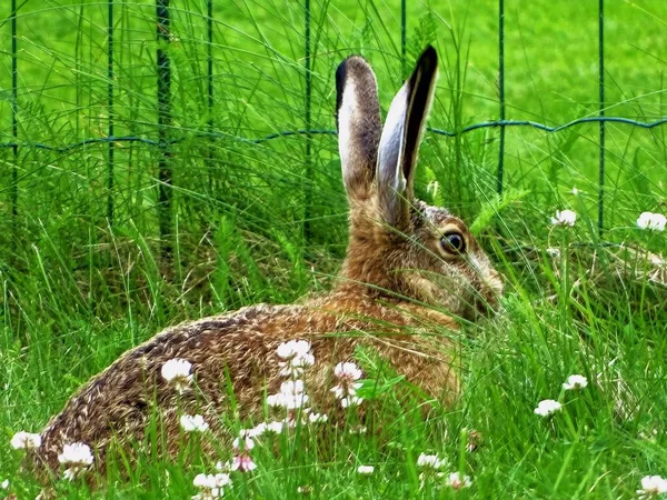 Photos of animals Stock Photos, Royalty Free Photos of animals Images ...