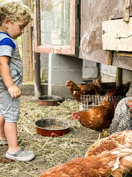 Kids and chickens Stock Photos, Royalty Free Kids and chickens Images ...