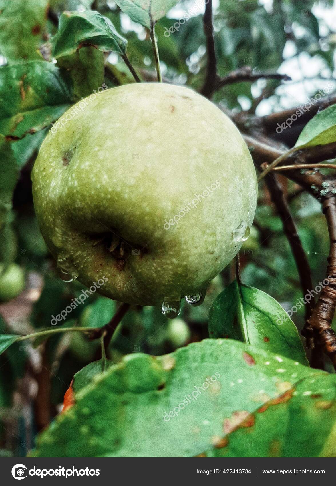 Green Apples Tree — Stock Photo © Cavan #422413734