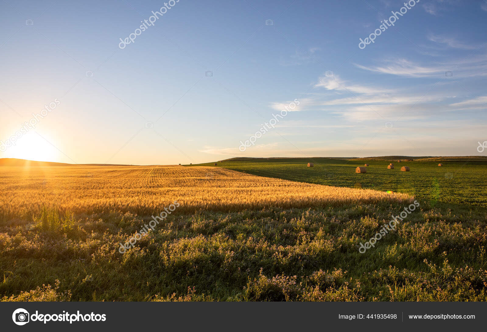 Soybeans Growing North Dakota Field Hay Wheat Stock Photo by ©Cavan ...