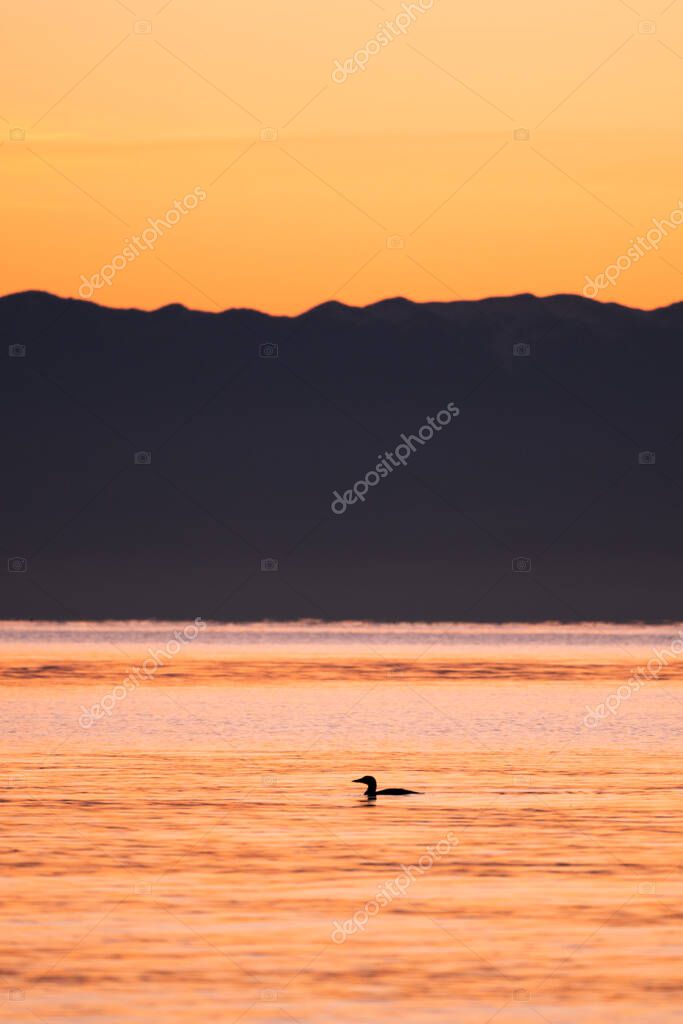 La silueta del Parque Nacional Ol mpico y un lomo despu s del atardecer 2024