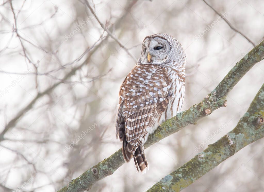 Primer plano del b ho barrado sentado en la rama desnuda del rbol en un d a nublado. 2024