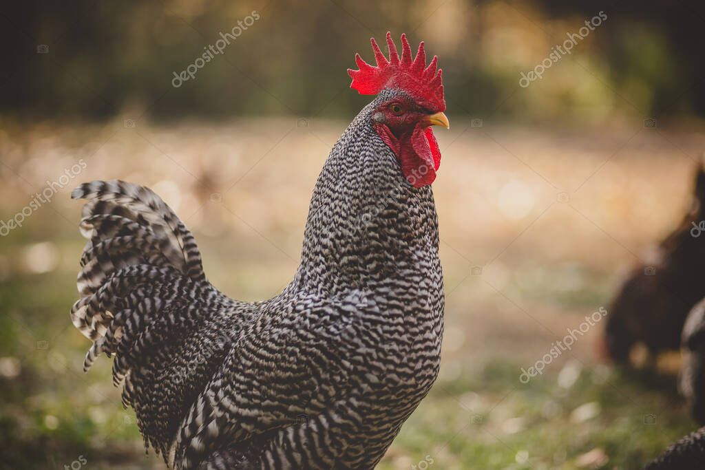 Gallo de roca barrado alto en la luz del sol 2024