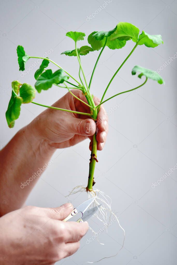 En la primavera las raíces de la flor de geranio se podan antes de la ...