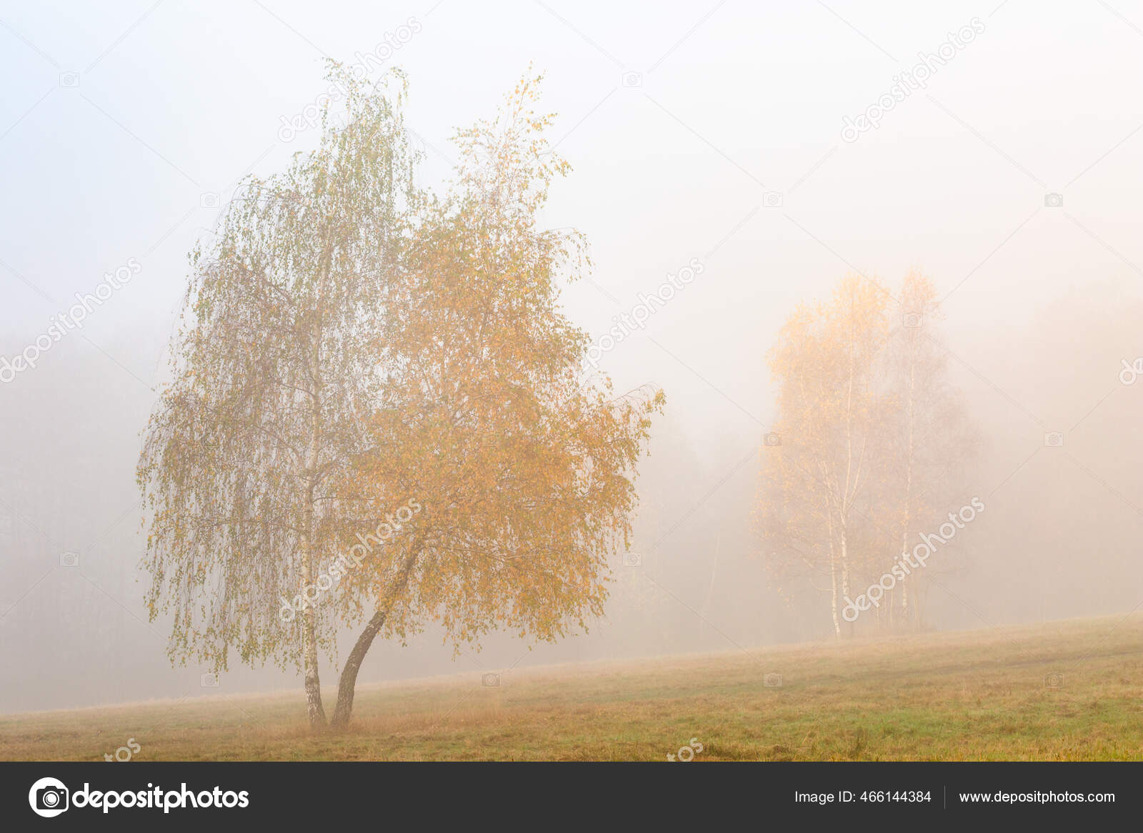 Silver Birch Trees Foothills Mala Fatra Mountains Slovakia — Stock ...