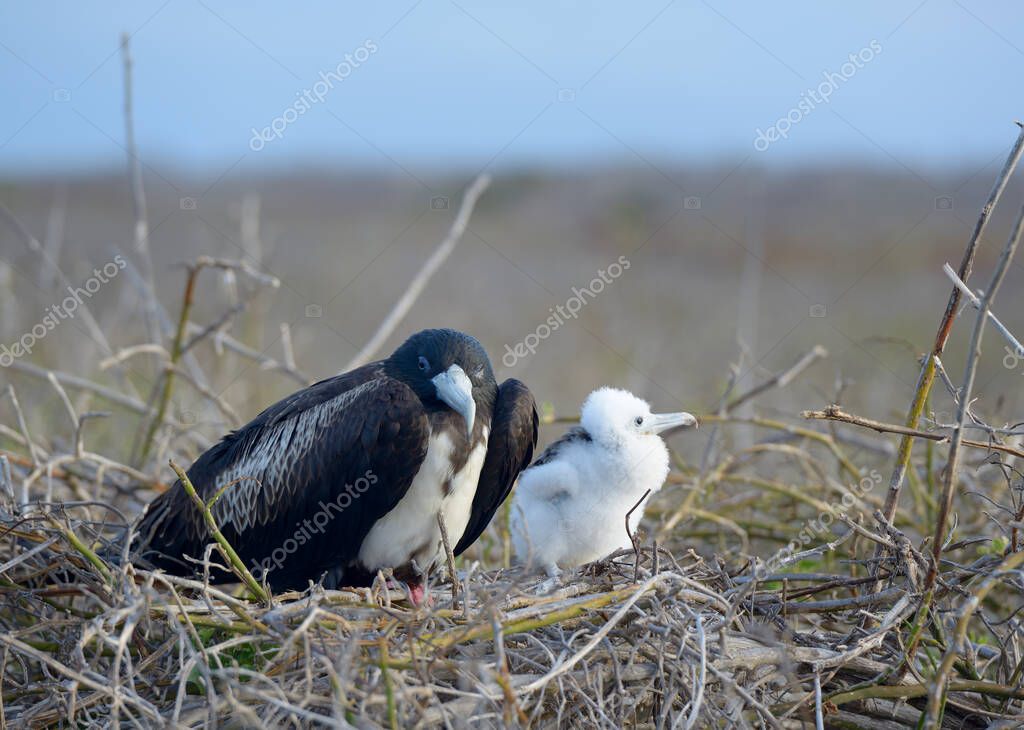 Magnífica ave Fragata (Fregata magnificens) hembra y polluelo en nido ...