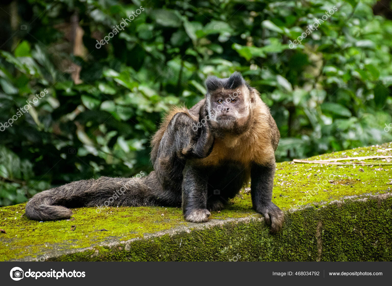Capuchin Monkey Scratching Green Rainforest Landscape Tijuca Park Rio ...