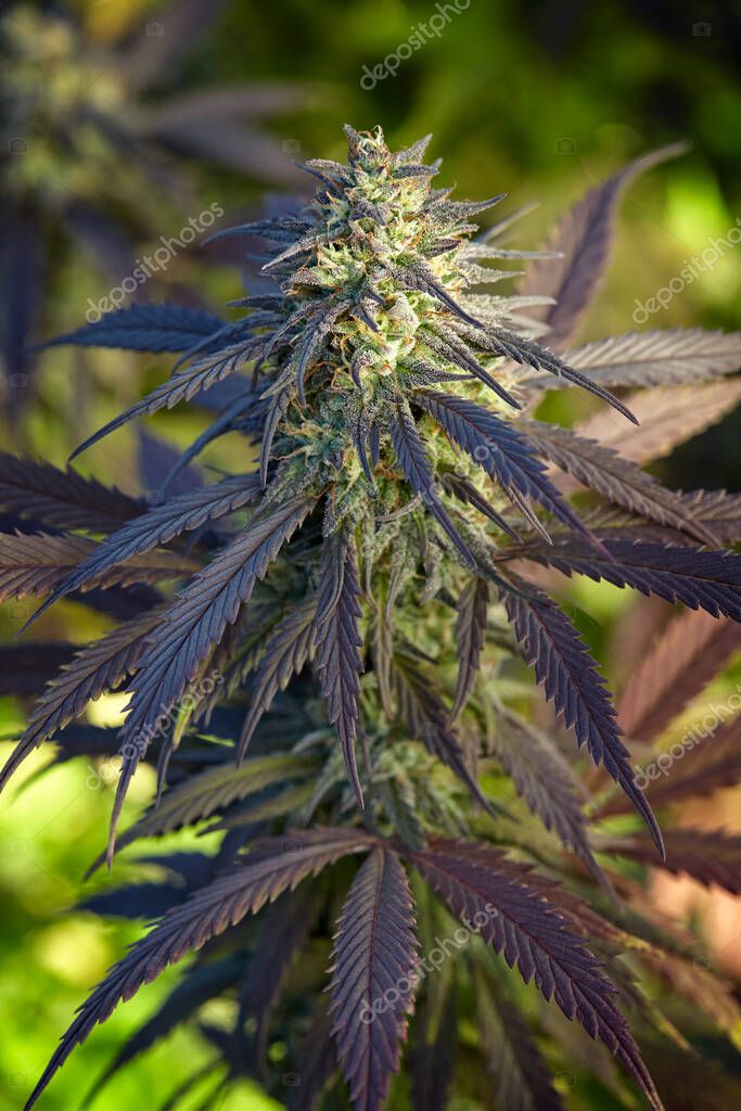 primer plano de la variedad de cannabis Snowcap floración 2025