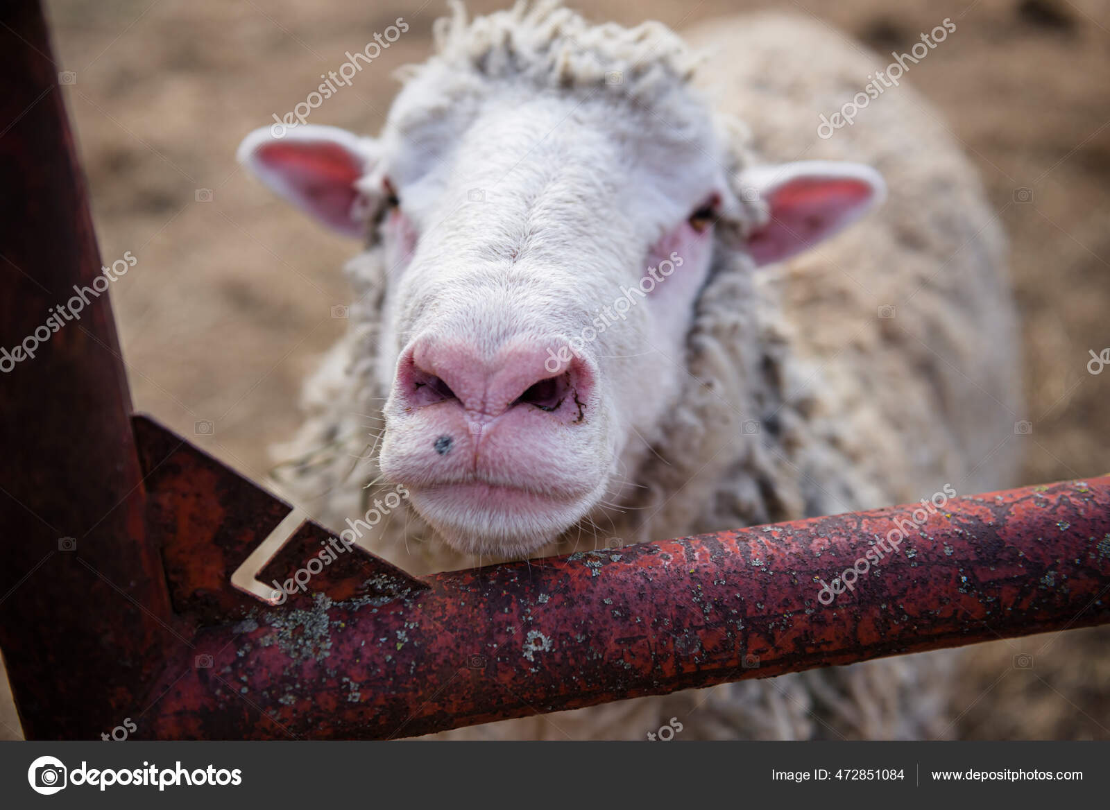 Sheep With Open Mouth