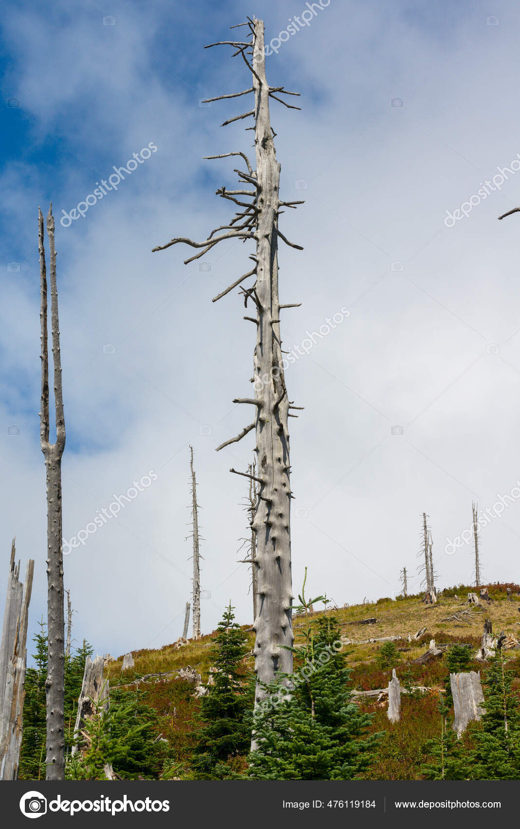 Dead Burned Tree Standing New Seedlings Stock Photo by ©Cavan 476119184