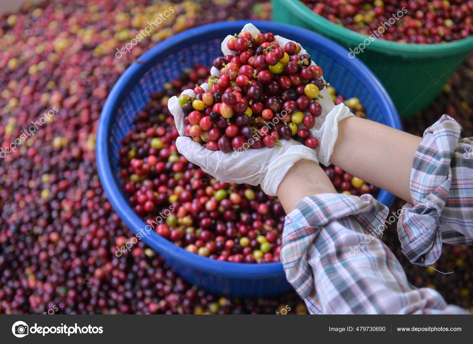 Red Coffee Cherry Hand Fresh Coffee Cherry Beans Background — Stock ...