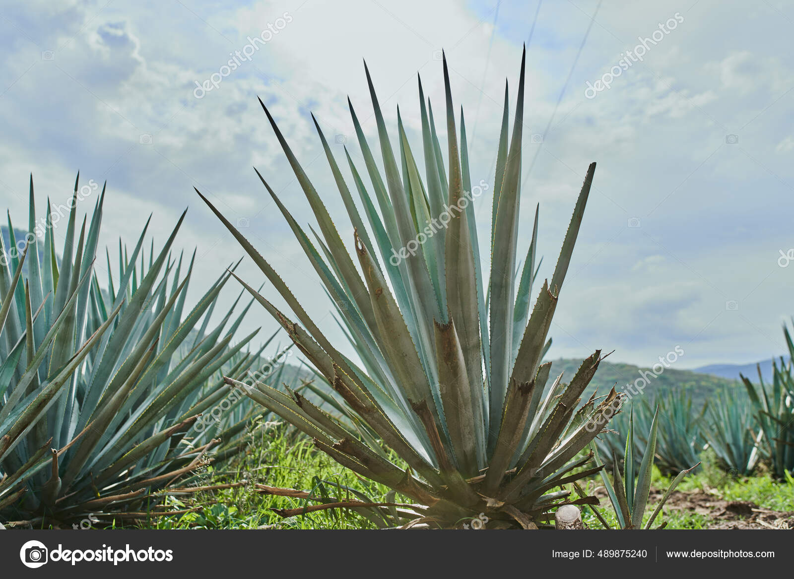 Blue Agave Plant Tequila