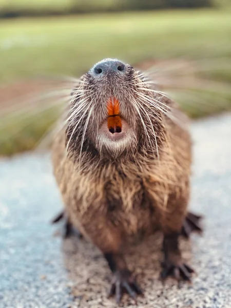 Muskrat Teeth