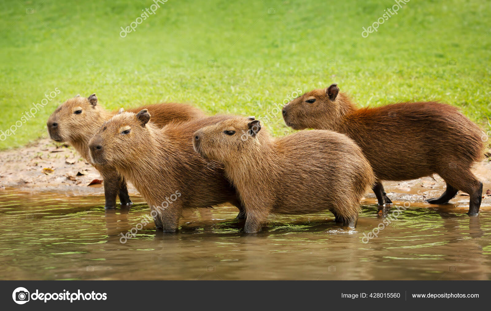 Capybara Baby Swimming