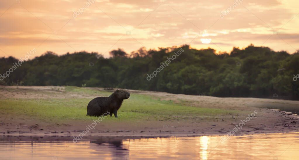 Primer plano de un Capybara sentado en una orilla del río al amanecer ...