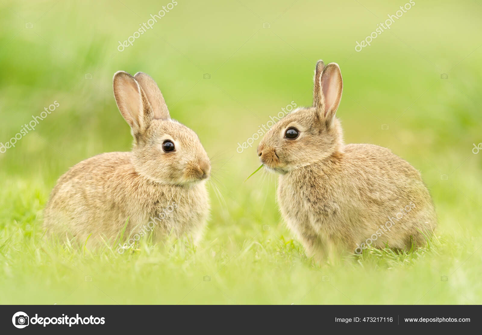 Close Two Cute Little Rabbits Meadow — Stock Photo © Giedriius #473217116