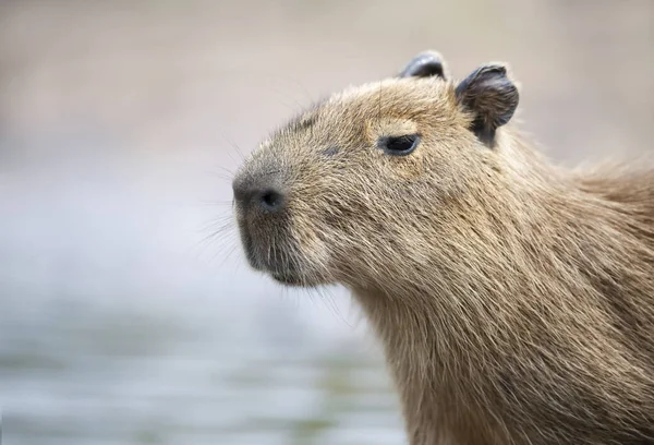 Capybara portrait Stock Photos, Royalty Free Capybara portrait Images ...