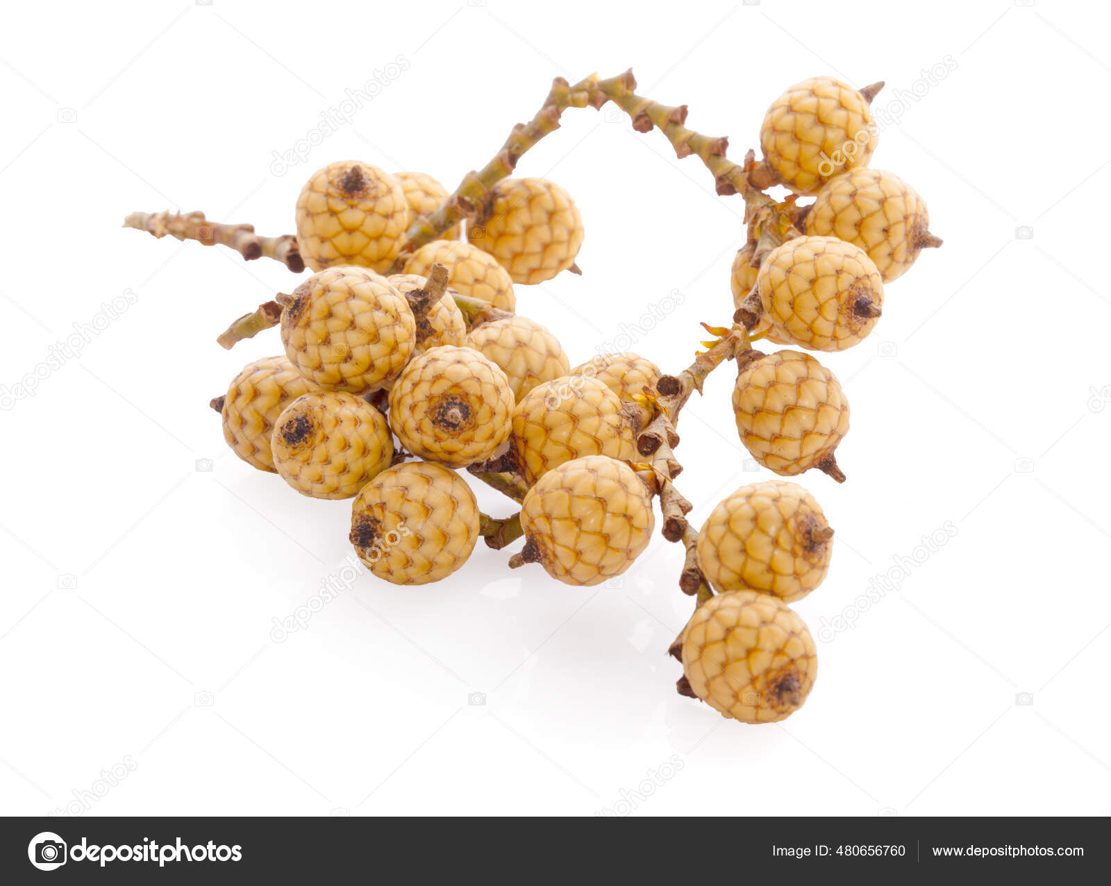 Rattan Fruit