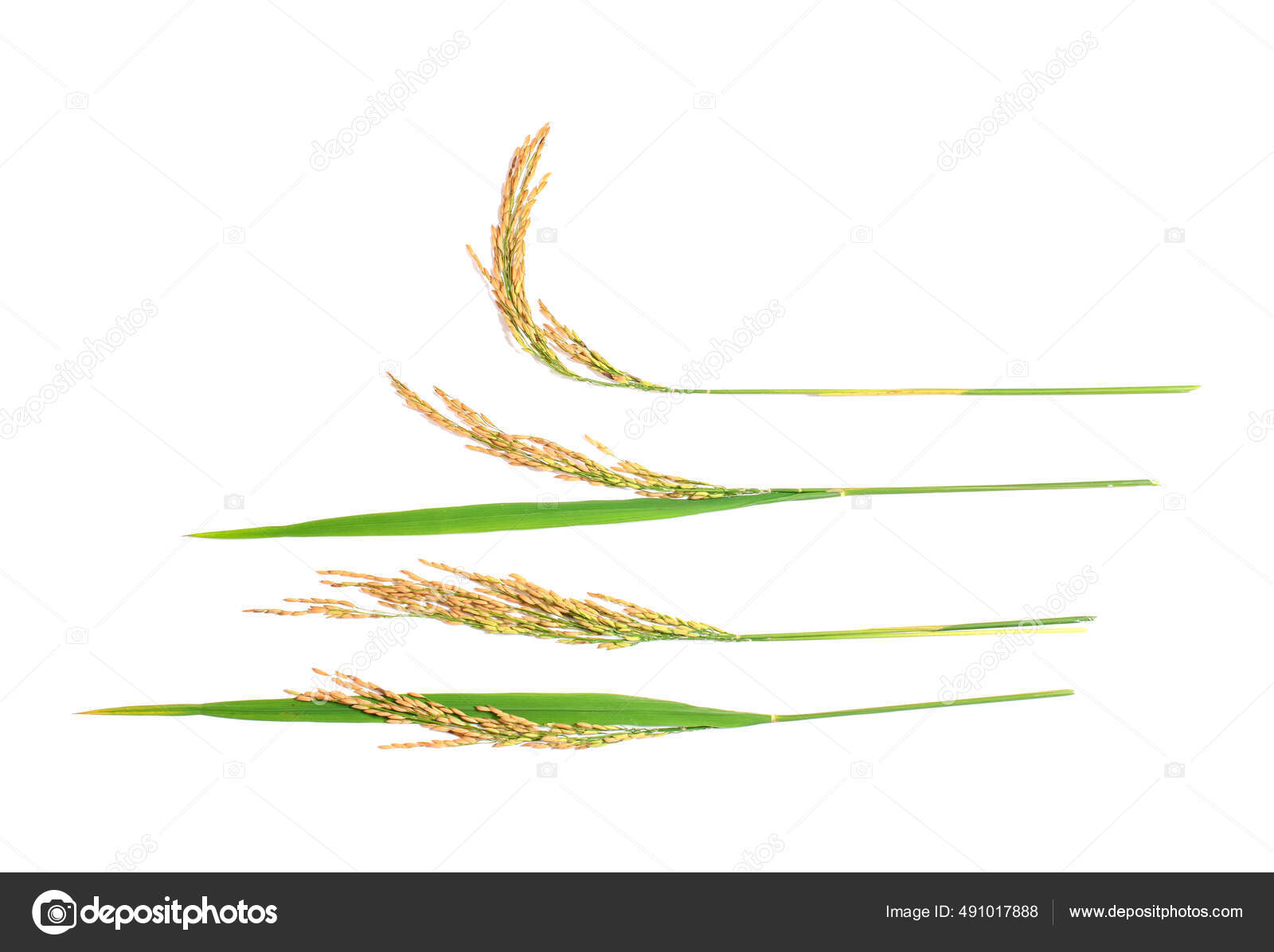 Ears Paddy Rice Grain Isolated White Background — Stock Photo ...