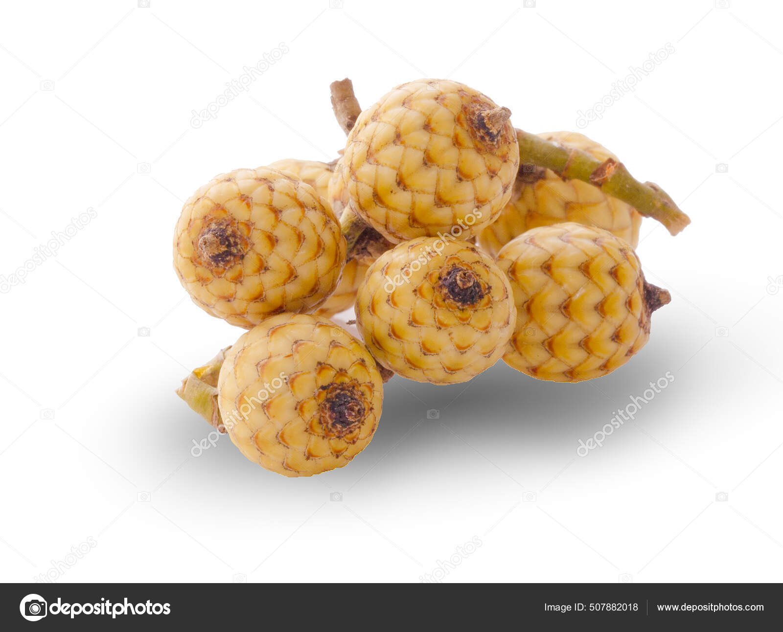 Rattan Fruit