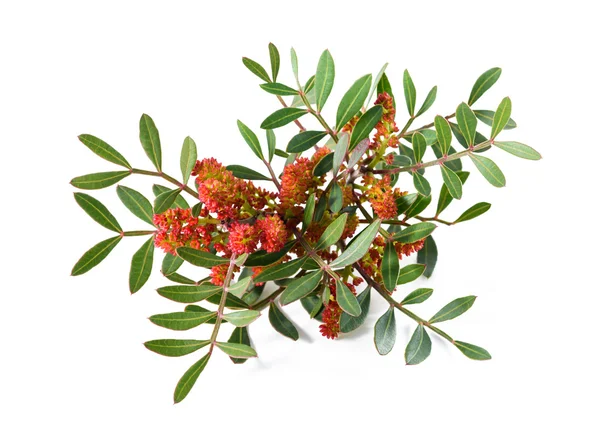 Fotos de Aroeira vermelha, Imagens de Aroeira vermelha sem royalties ...