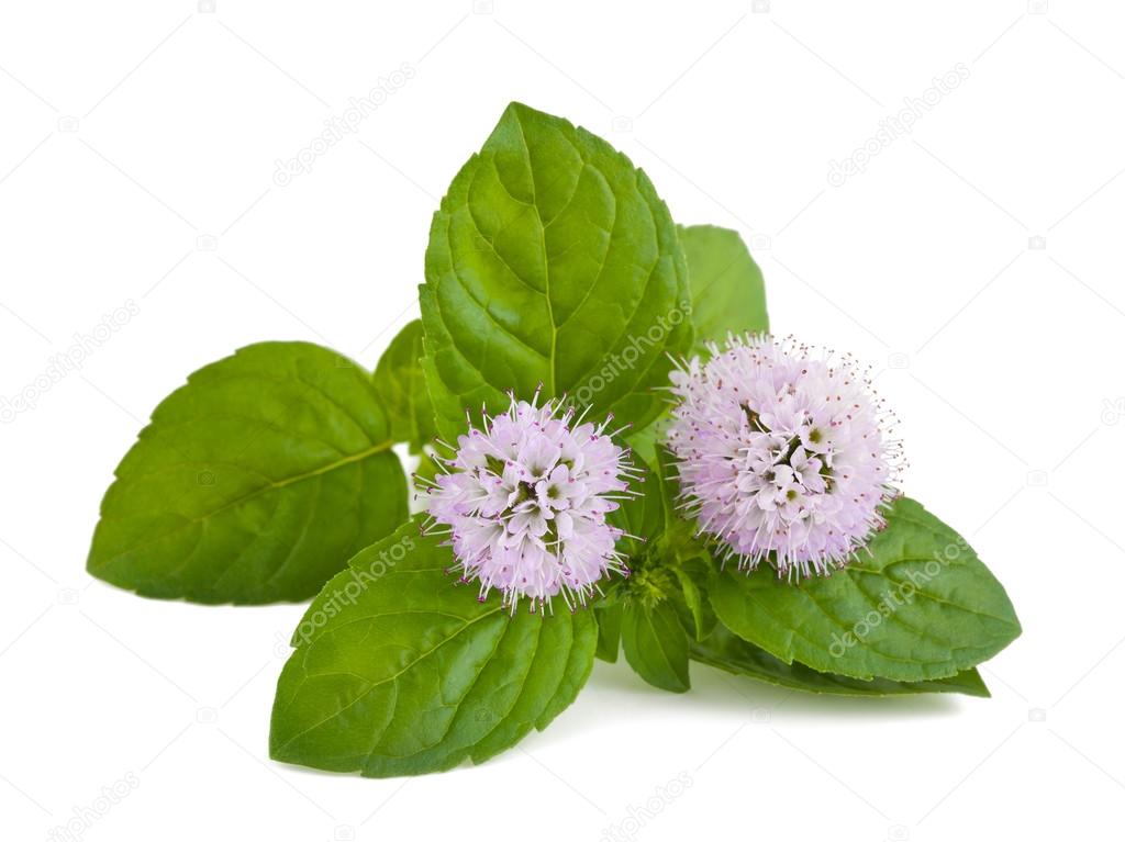 Peppermint Flowers