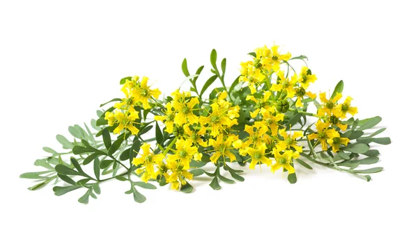 Ruta flower Stock Photos, Royalty Free Ruta flower Images | Depositphotos