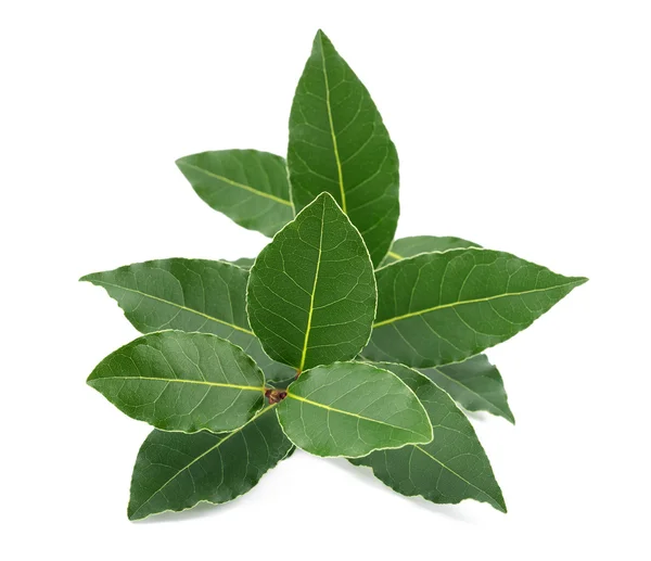 Rama de laurel fotos de stock, imágenes de Rama de laurel sin royalties ...