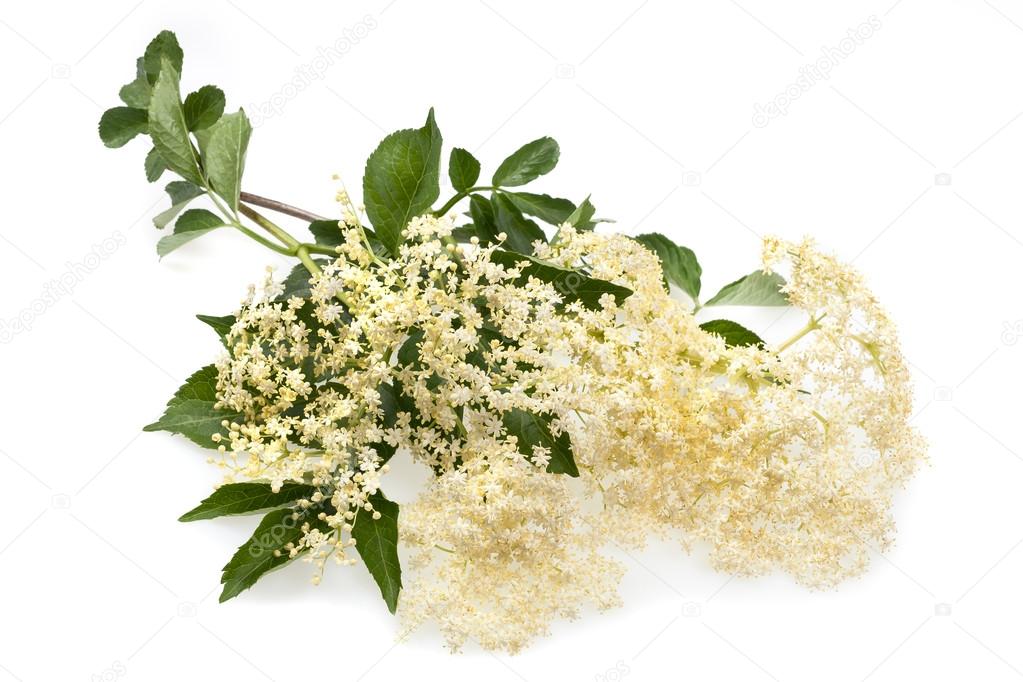 Sambucus, flor de saúco 2024